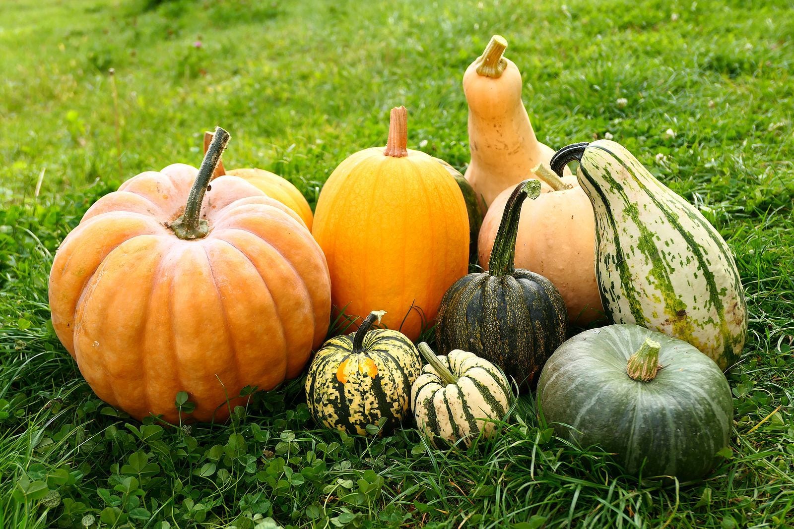 Enfermedades De La Calabaza Amarilla De Verano Calabaza De Verano E
