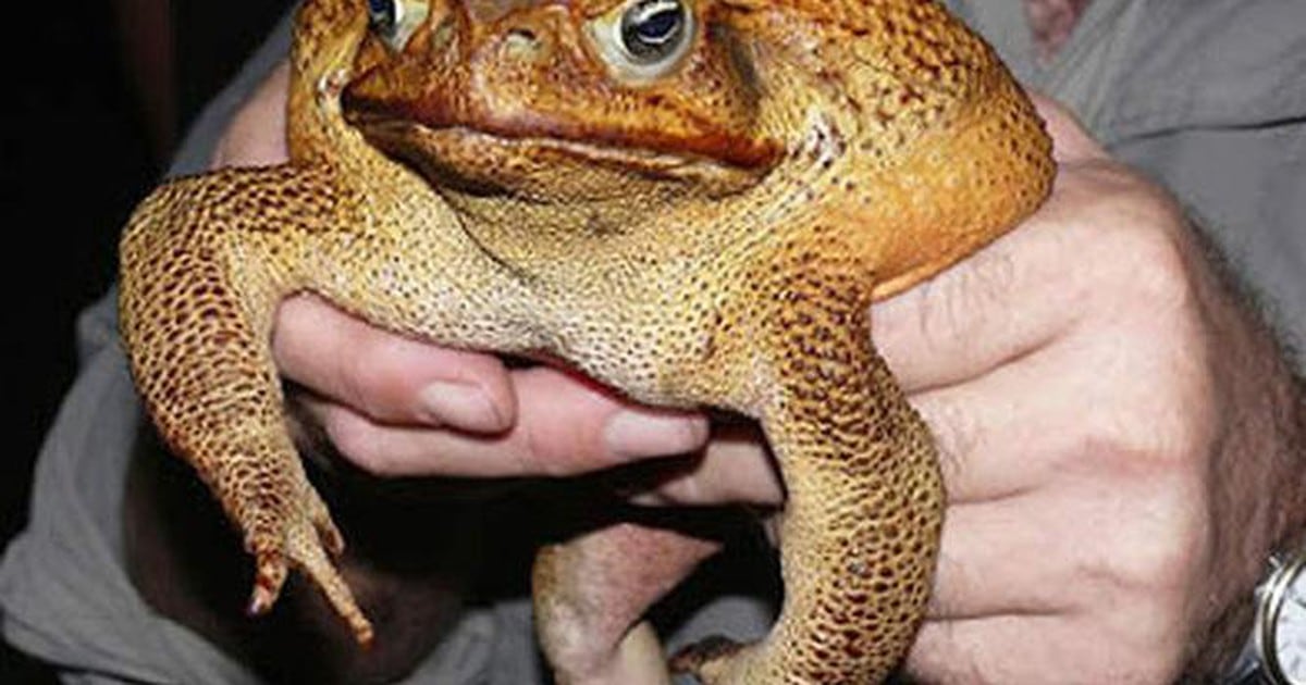 La Nación / Hallan ranas gigantes en peligro de extinción en Perú