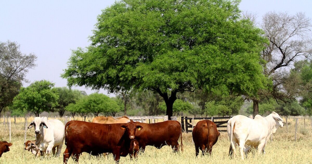La Nación La Población Bovina Del Chaco Registró Un Crecimiento Del 83