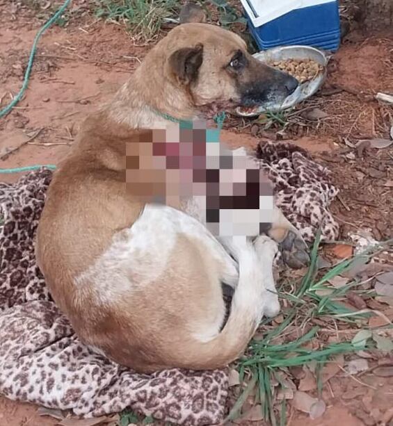 Diario HOY | Inician investigación para dilucidar el abandono de un perro